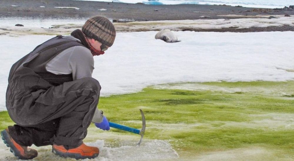 Antarctica is turning green as a result of climate change - The ...