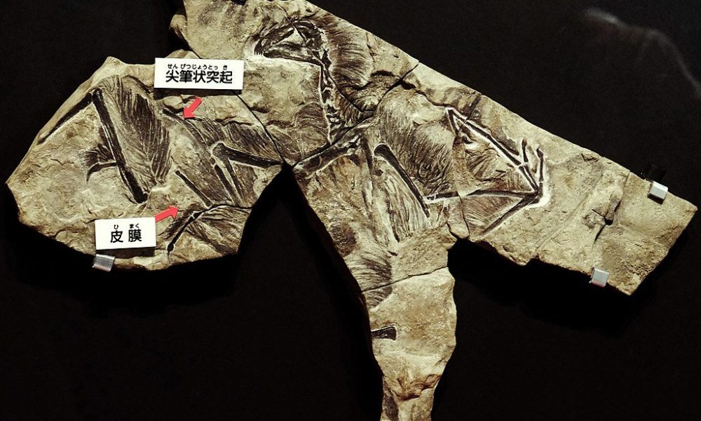 These Tiny, Little-Winged Dinosaurs Were Probably Worse at Flying Than ...