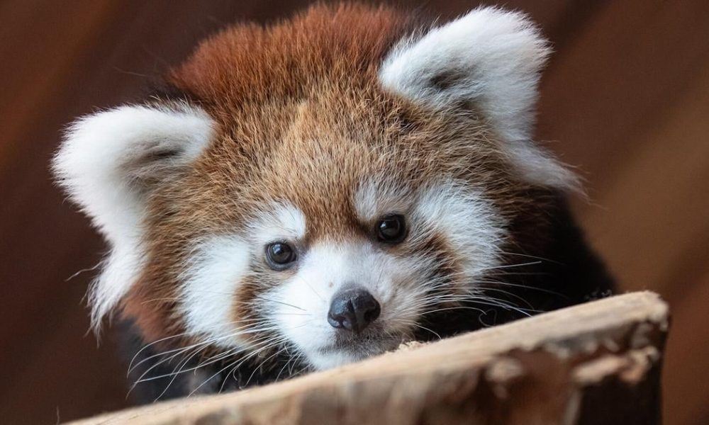 Edmonton zoo debuts endangered red panda cubs Fred and | | Canada News ...