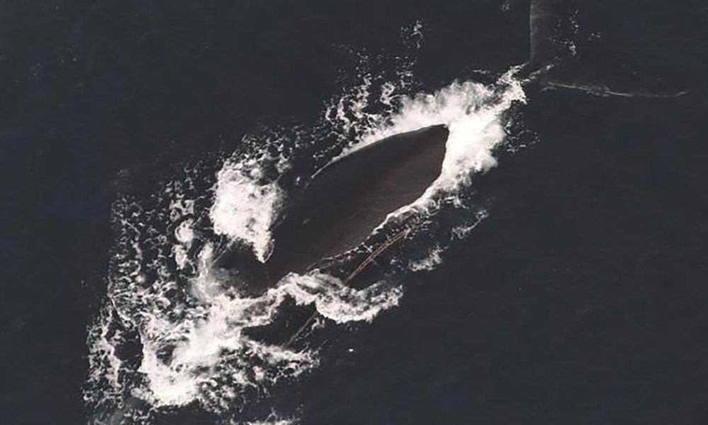 Three North Atlantic right whales spotted entangled this month in U.S ...